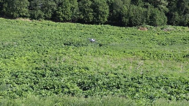 Коротко о ветеринарном: борьба с борщевиком