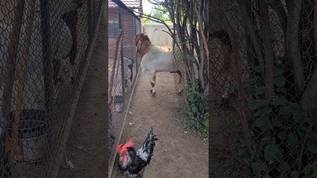 Я к тебе со всею душою