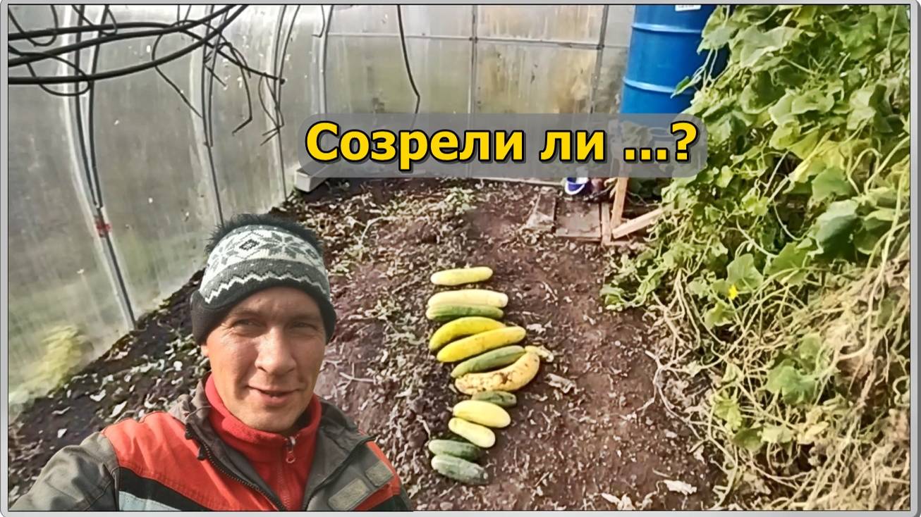 Огурчик, фасолька и блоки.