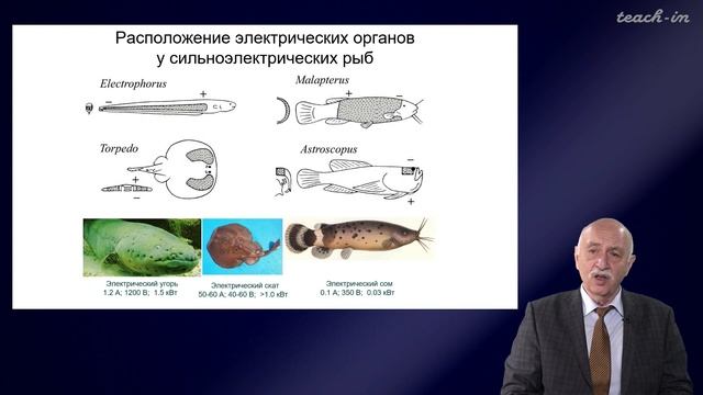 9. Электрорецепция и электрогенерация. Сенсорные системы рыб - Касумян А. О. Teach-in.