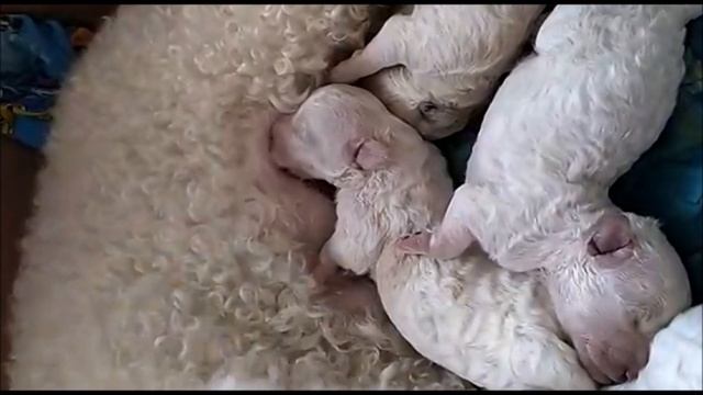 Михаил Муромов  - Про собак ( Mikhail Muromov - About dogs)