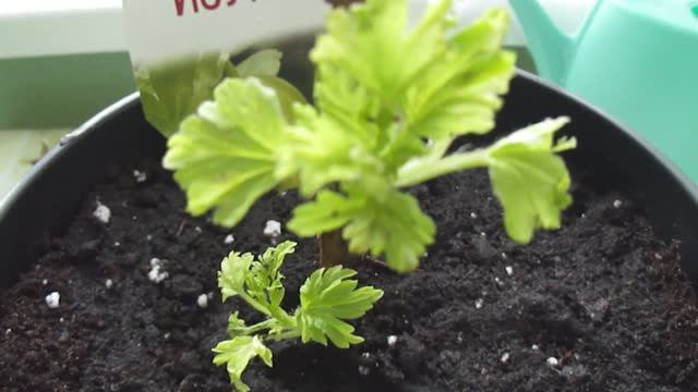 Как сохранить саженец до высадки в грунт.
Посадка саженца крыжовника в горшок.