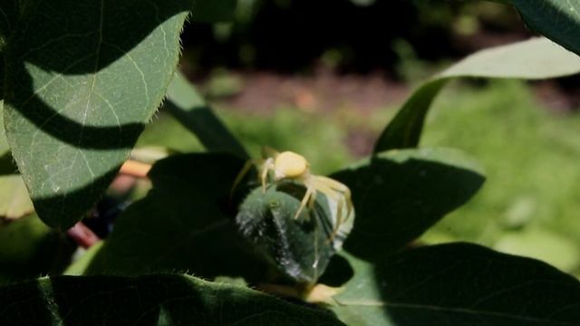 Цветочный паук