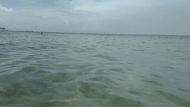 Лебеди на Чёрном море 🌊
