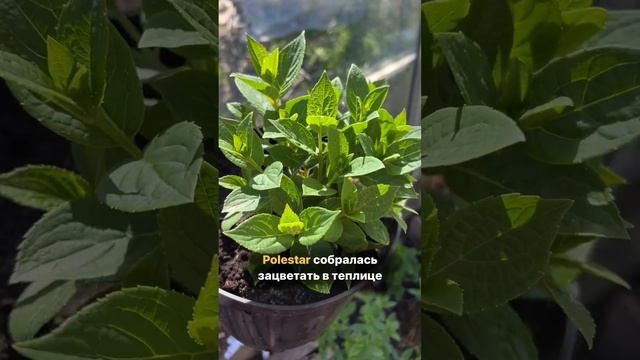 гортензия Polestar. Питомник гортензий САД ГОРТЕНЗИЙ от @Sadovnikomstany