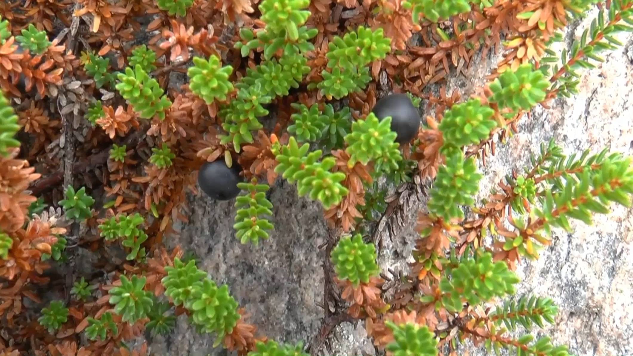 Соловецкие миниатюры_2014_ч.3