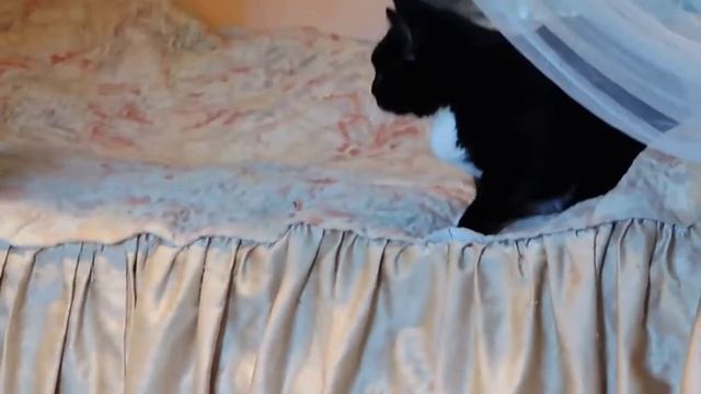 Белки Пуш и Ноби дразнят кошку