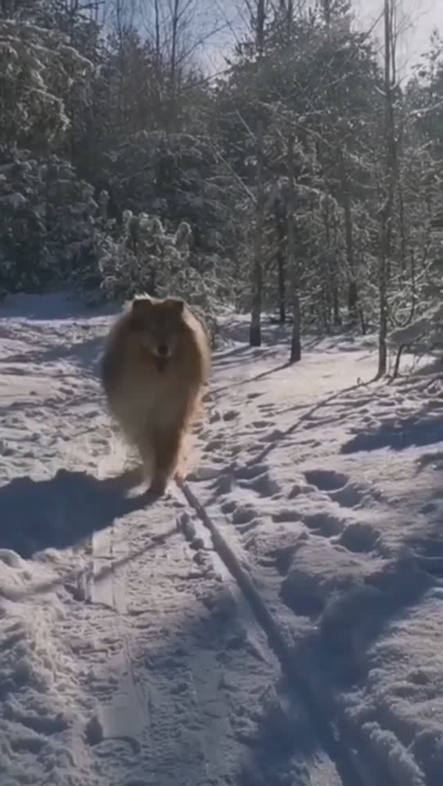 Glenn-Gould-️That-exactly-what-I-am-a_collie dog