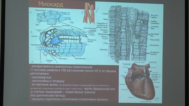 3. Кровообращение. Сердце. Физиология человека и животных - Ловать М. Л. Teach-in.