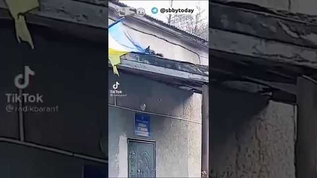 Белка диверсант