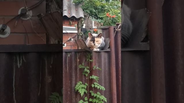 Необычайно красивая кошка