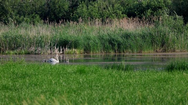 Лебеди на пруду Коммунар.