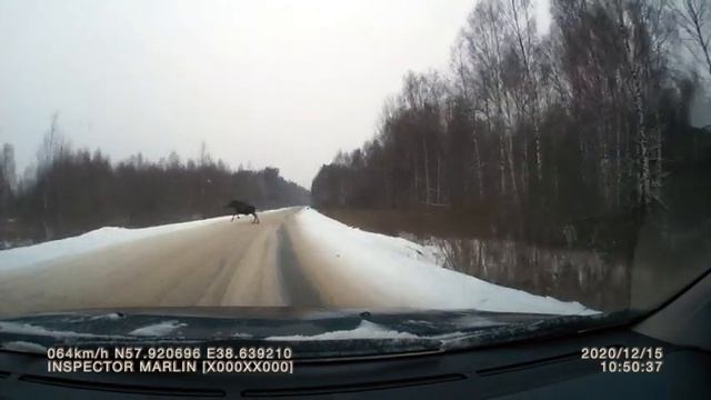 Встреча с лосихой