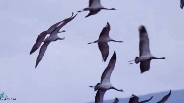 Мне кажется порою, что солдаты..Журавли