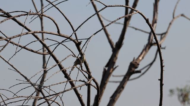 Варакушка.Камышовка.Соловей.