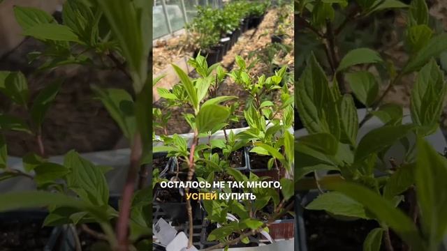 САД ГОРТЕНЗИЙ. Частный питомник метельчатых гортензий.