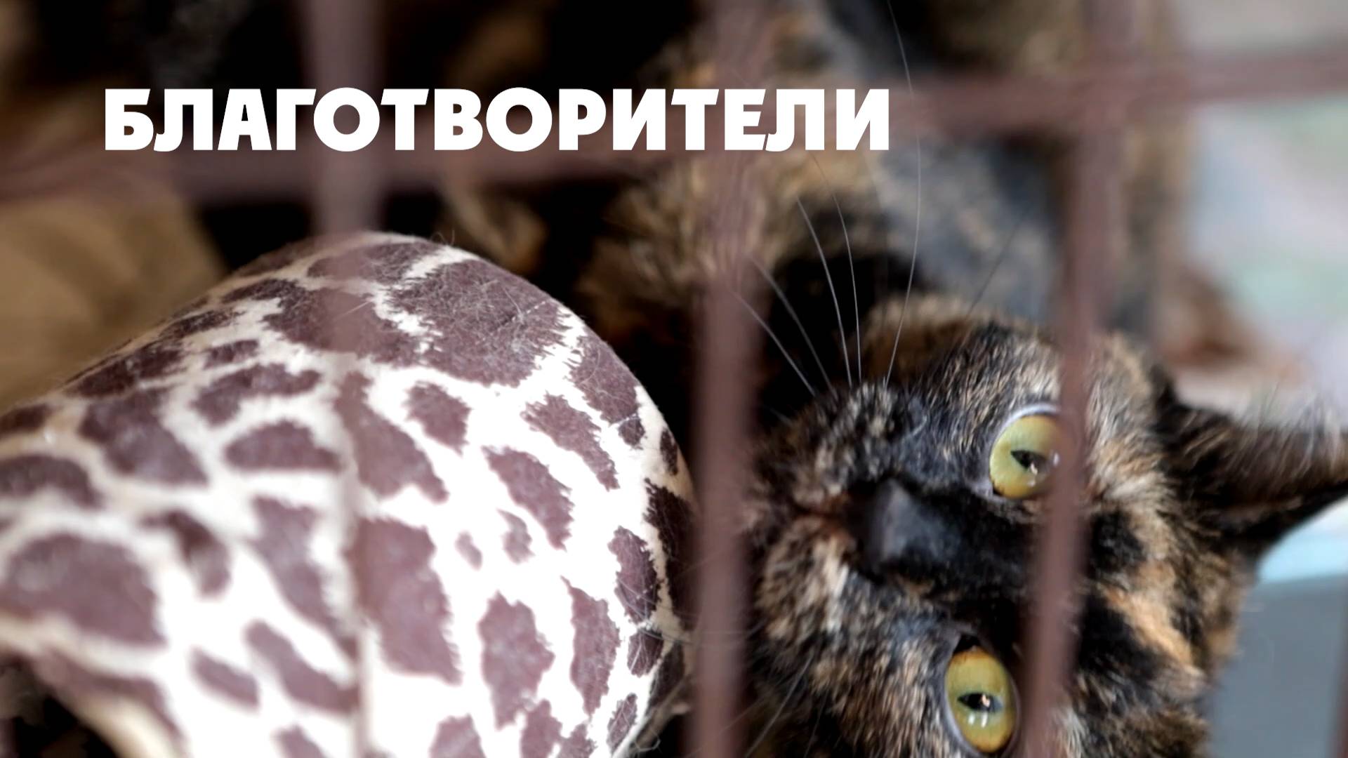 Кузбассовцы. Благотворители