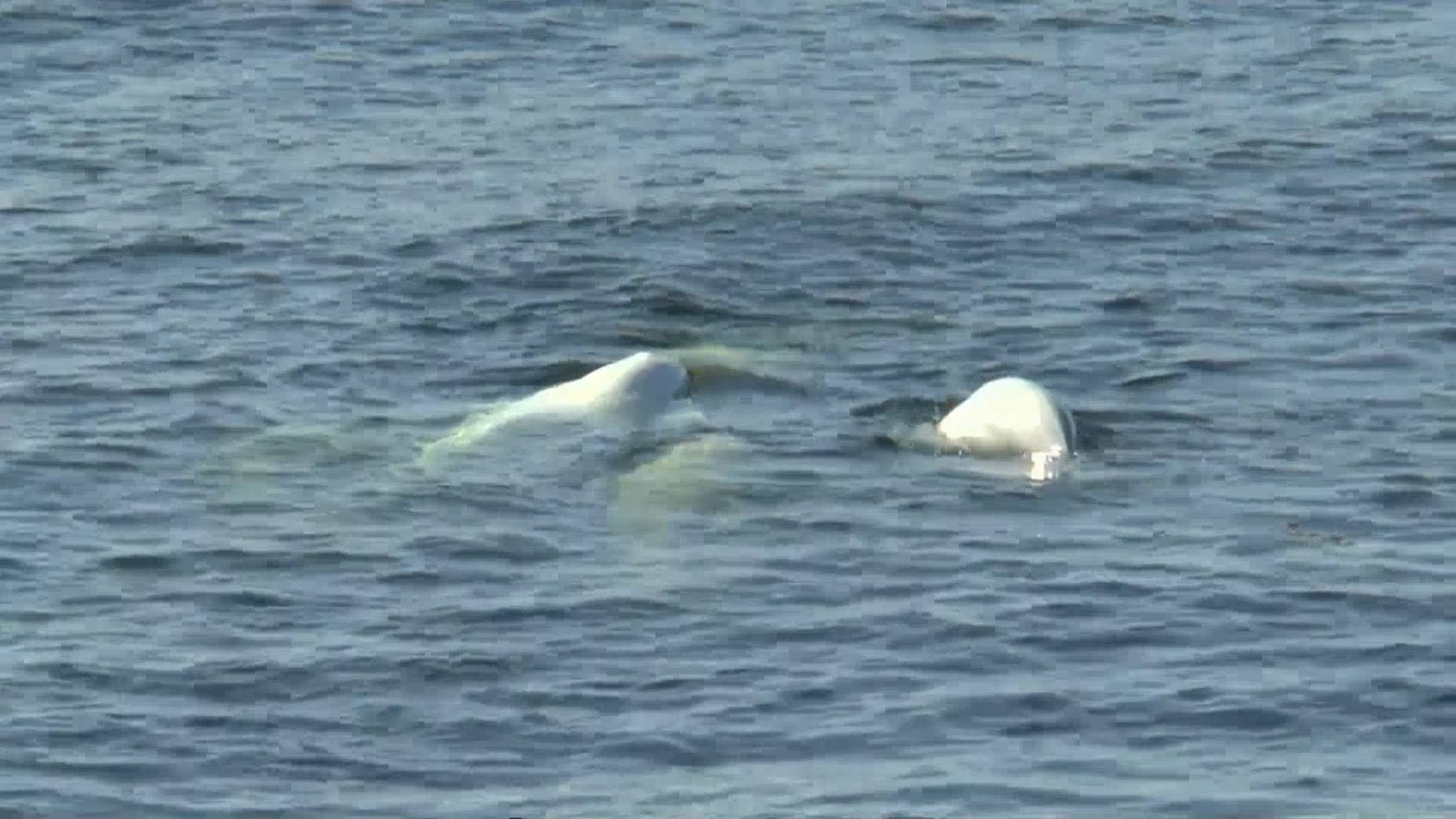 Соловецкие миниатюры_2014_ч.5