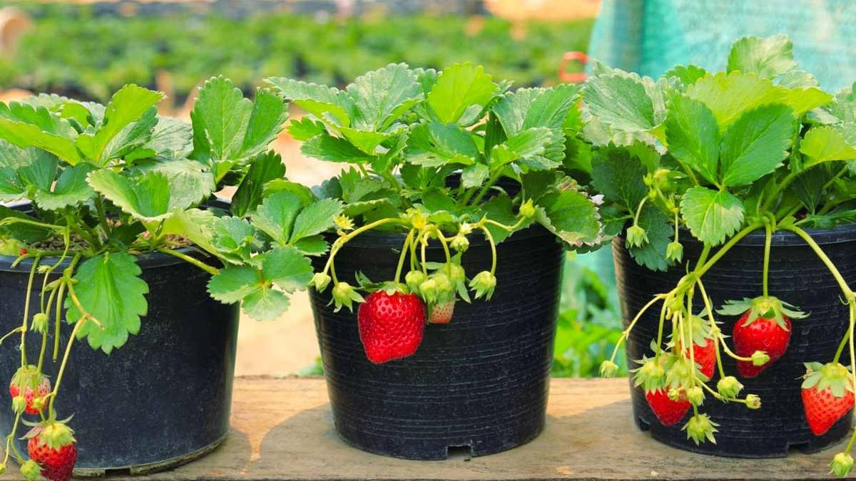 Обзор саженцев Земляники - Клубники садовой в ОБИ