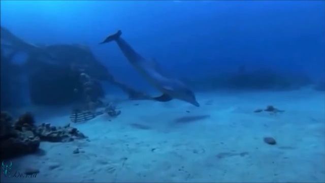 Дельфины - притча