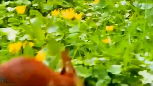 Сказка "Белочка и ее мечты"