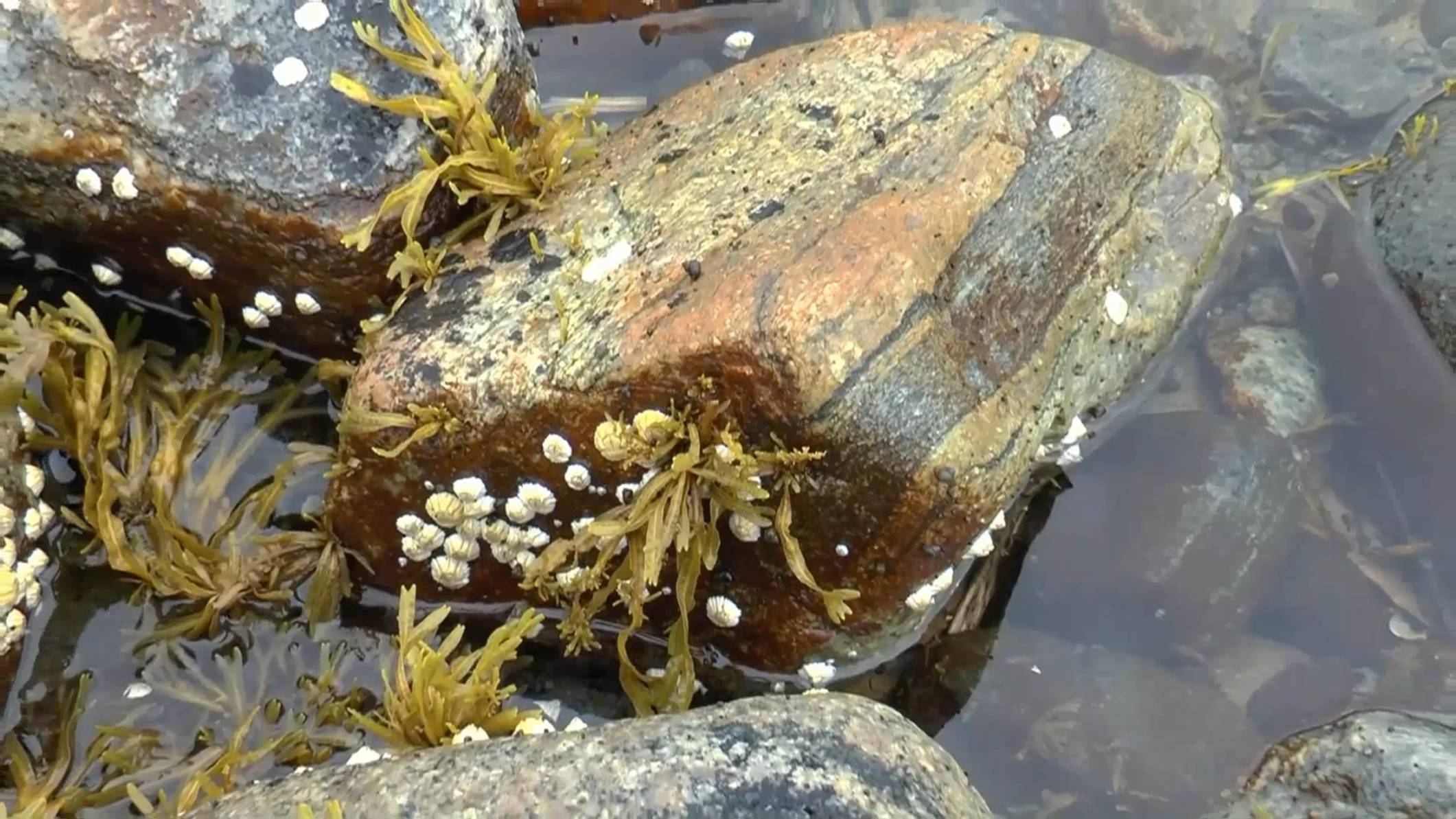 Соловецкие миниатюры_2014_ч.4