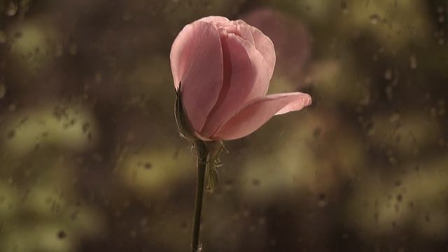 Макс Вертиго & Натюн - Дождь, падают капли