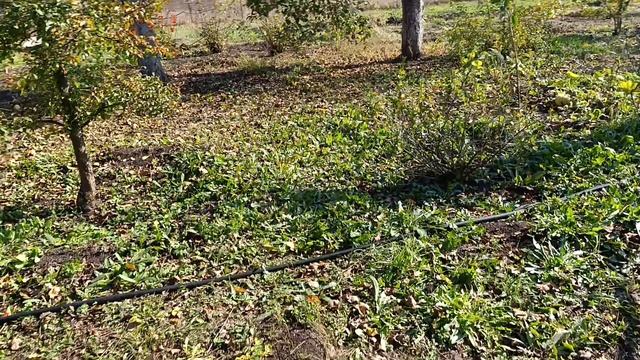 Изменения на даче 12 октября .