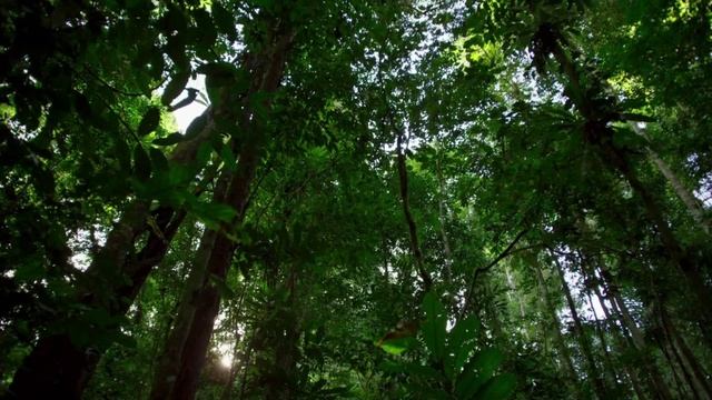 Новая Гвинея.