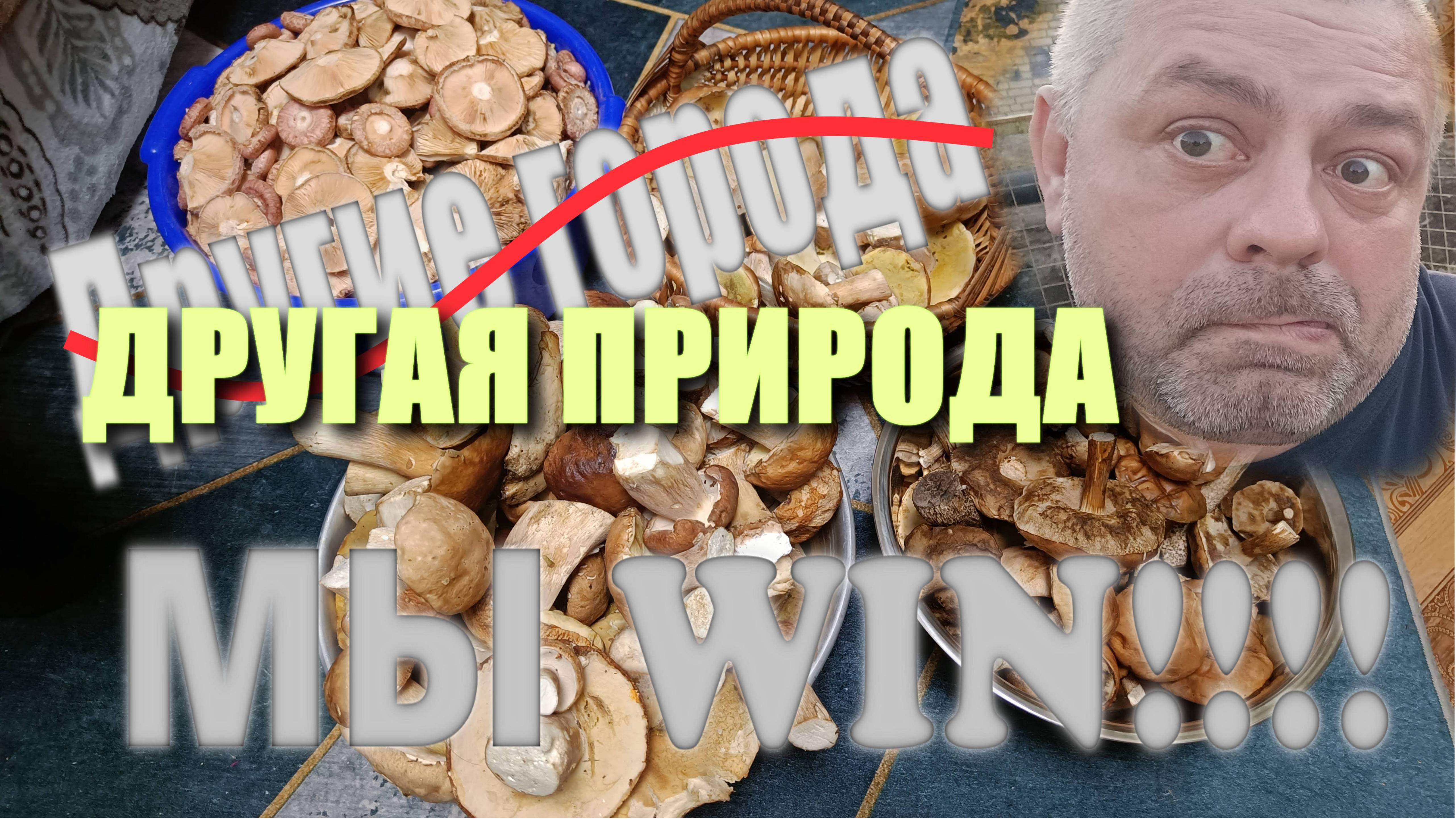 Другие... Грибы 2024