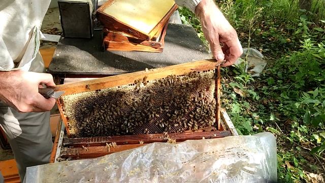 23 сентября 2024г. Сегодня на пасеке. Рекордный медосбор с плюща в этом сезоне!