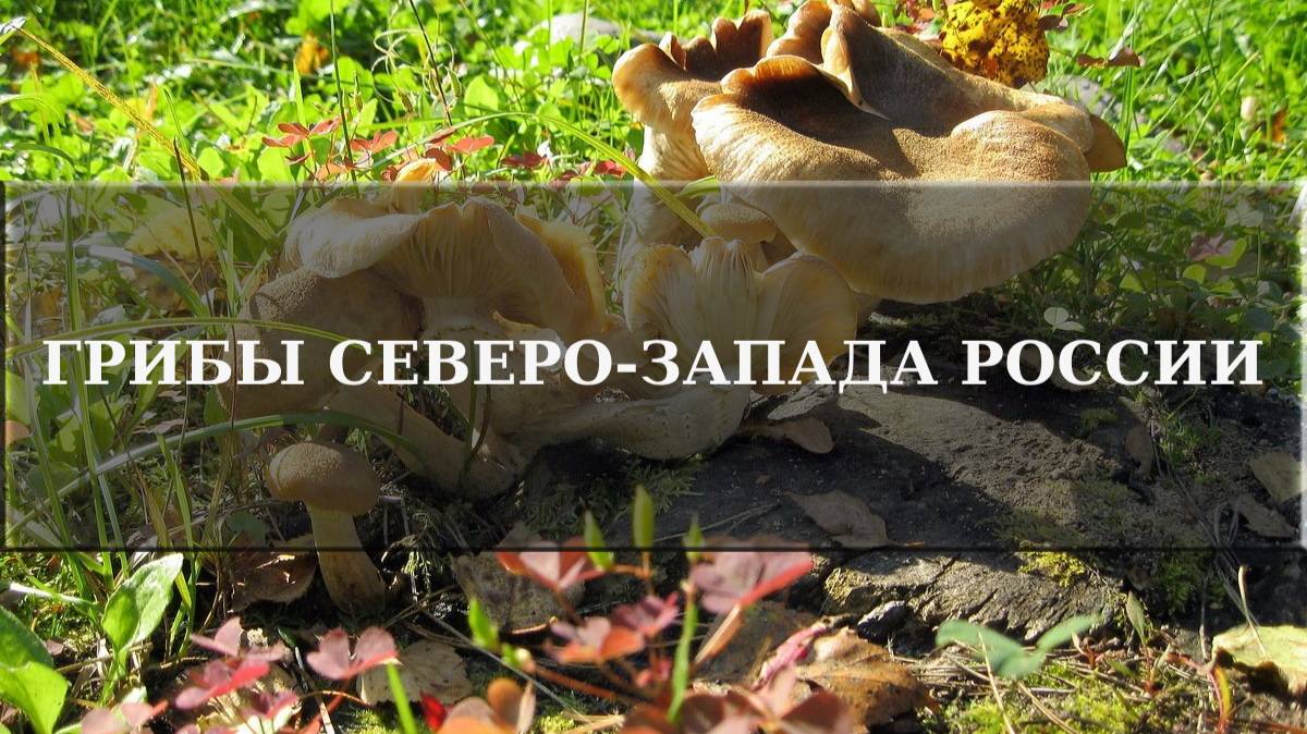 Грибы Северо-Запада России