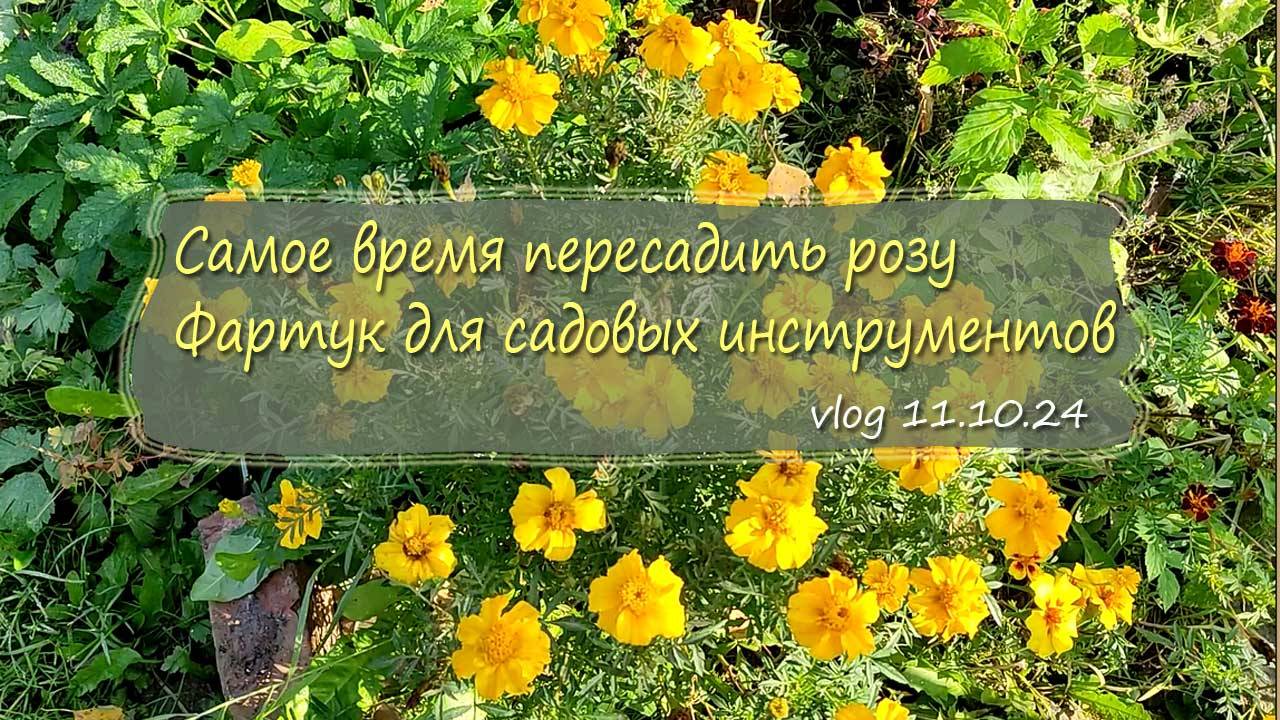 Что цветет, что делаю в октябре. Фартучек для садовых инструментов| vlog  дача как есть  11.10.2024