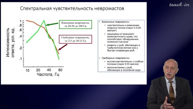 8. Сейсмосенсорная система рыб. Сенсорные системы рыб - Касумян А. О. Teach-in.