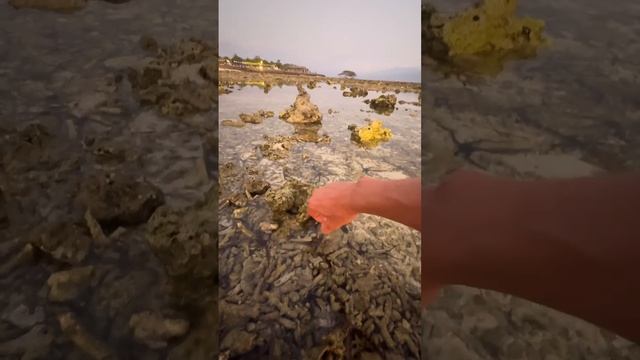 Что это такое?)) Гуляешь такой и в один прекрасный момент замечаешь что вокруг тебя все шевелится 🐙