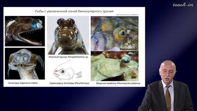 10. Зрительная система рыб. Сенсорные системы рыб - Касумян А. О. Teach-in.