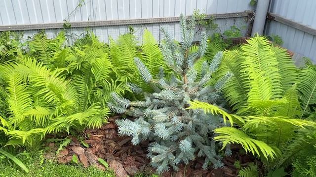 Черенкование голубой ели. Обзор 2024