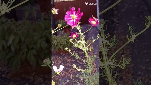 осенние цветы