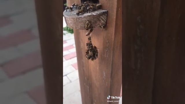 Брат за брата!