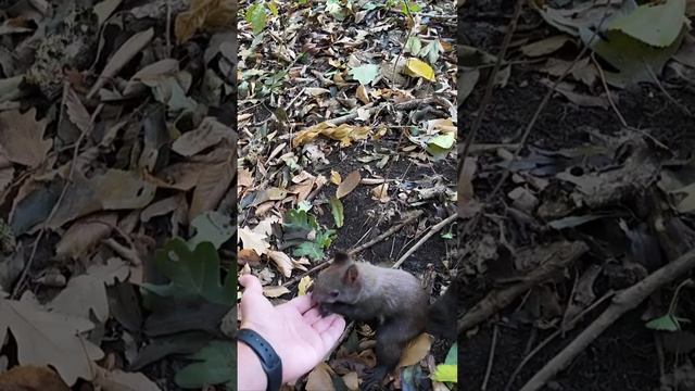 Ставропольская белка