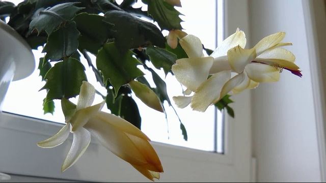 Ну очень живой цветок