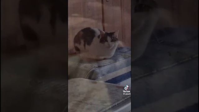 #Пажалуйставрек #жоскофлешбекнул