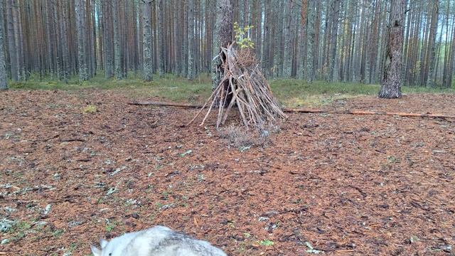 Лесокультурка в октябре.