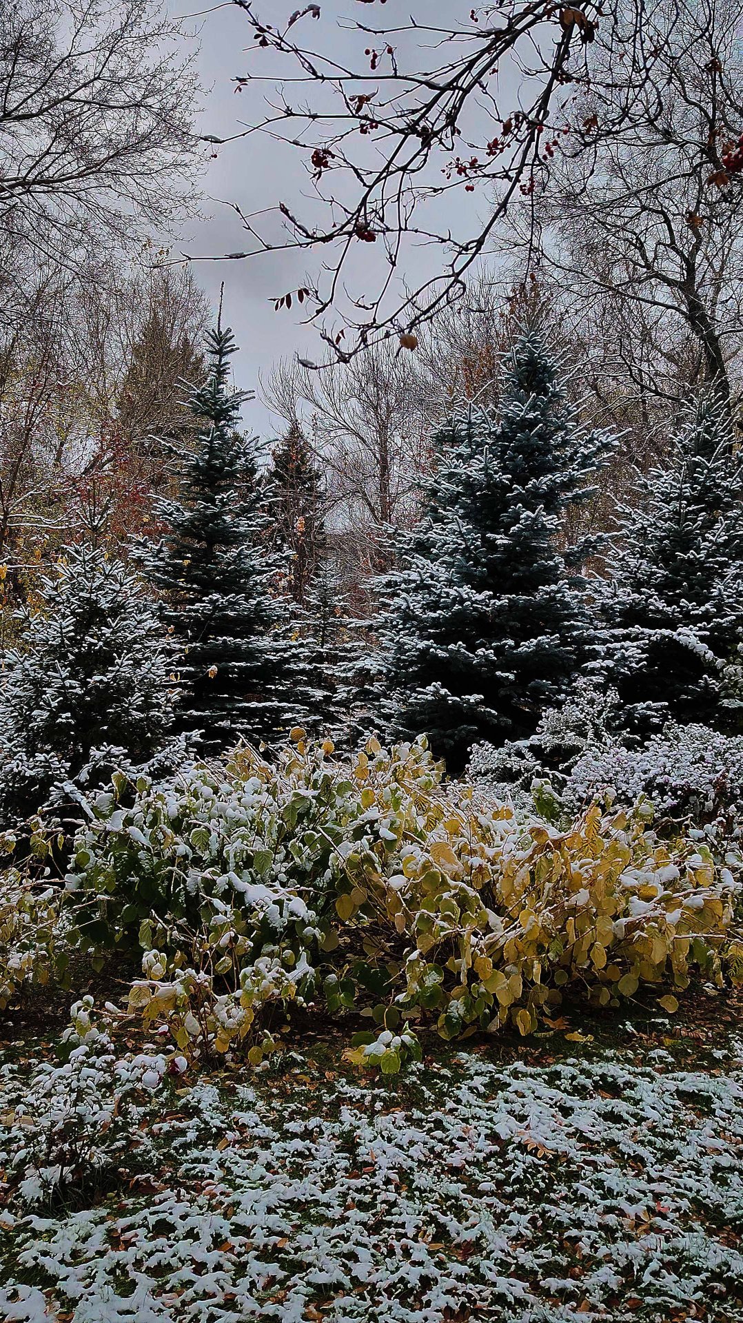 Первый снег #4k #ПервыйСнег #устькаменогорск #2024