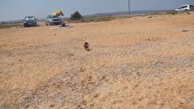 Лето, солнце и собака!