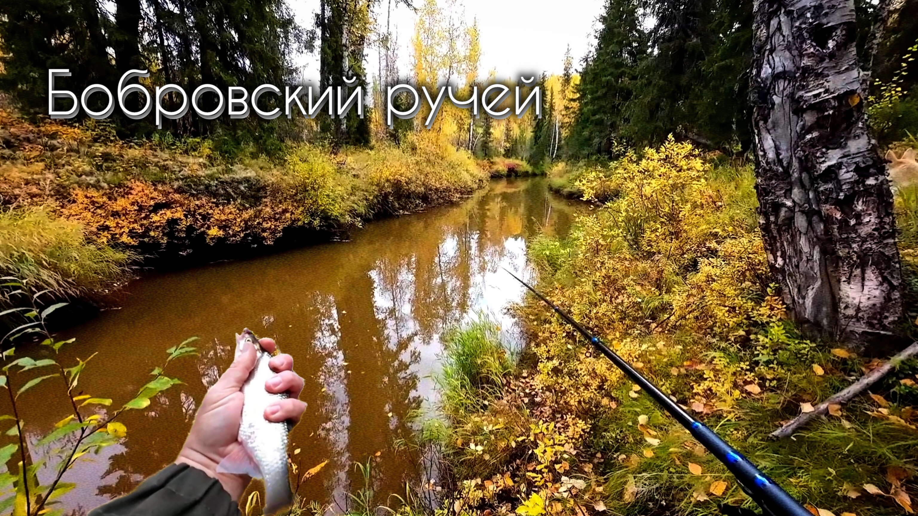 ТАЁЖНЫЙ РУЧЕЙ - МЕЧТА РЫБАКА ч.1  #чебак #мохтик #ручей #рыбалка