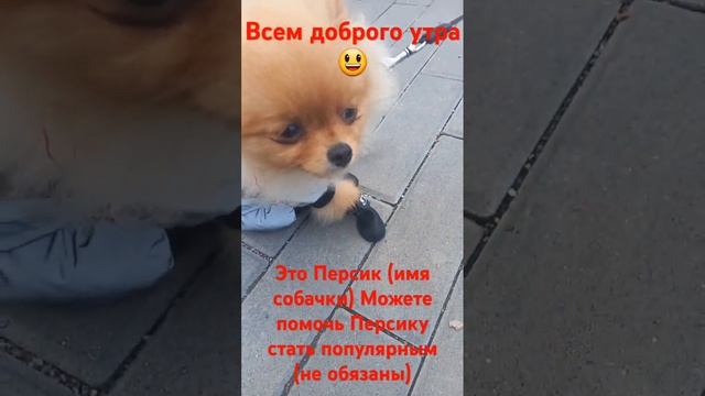 Поможете стать Персику популярным (не обязаны)