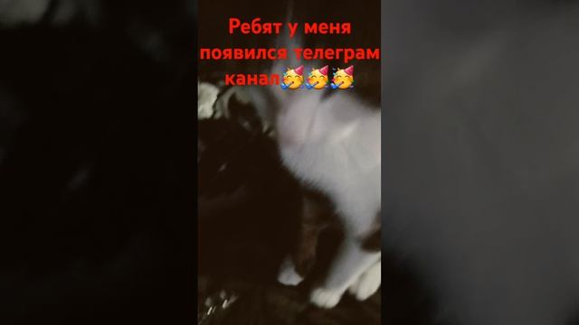 Телеграм в шапке профиля