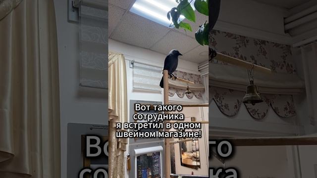 галка продавец