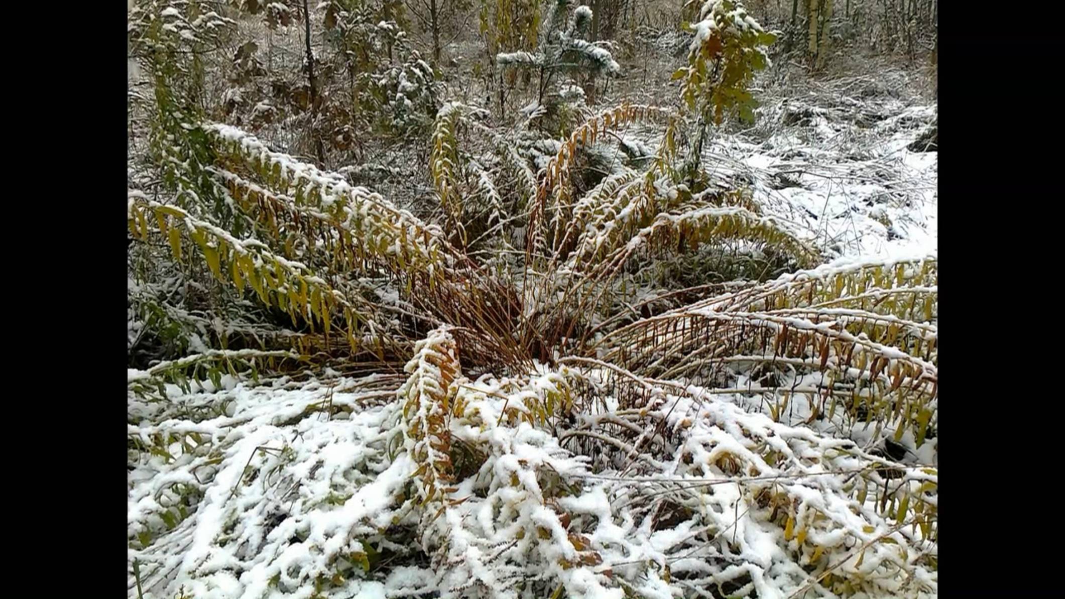 В ожидании ЗИМЫ